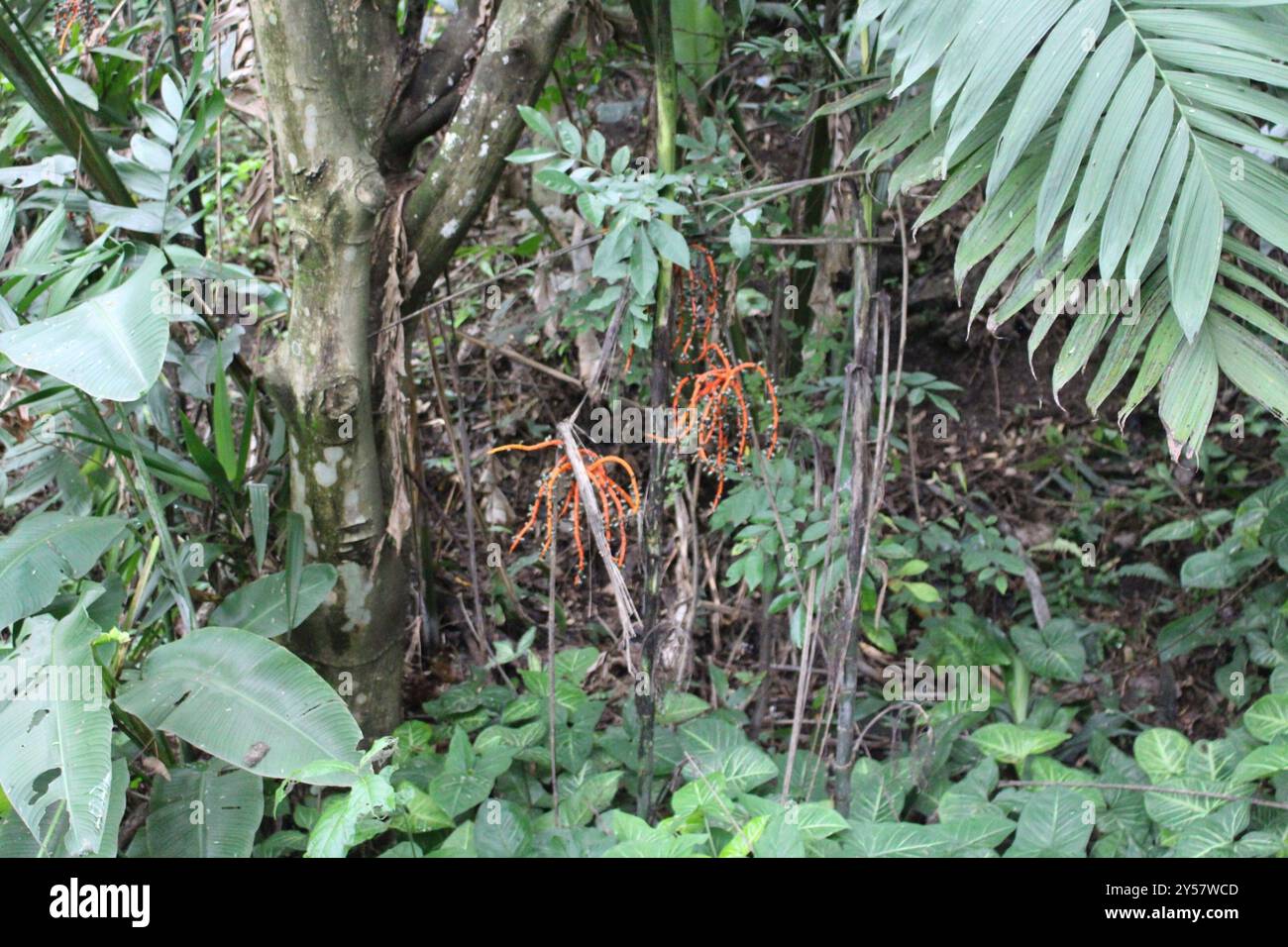 pacaya palm (Chamaedorea tepejilote) Plantae Stock Photo - Alamy