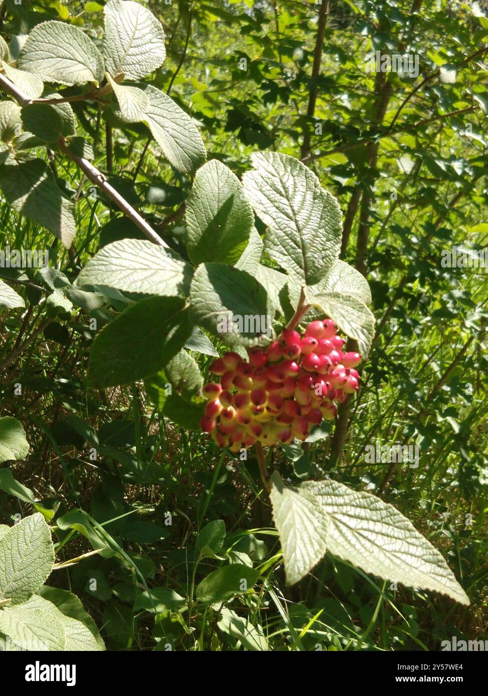 Wayfaring-tree (Viburnum lantana) Plantae Stock Photo - Alamy