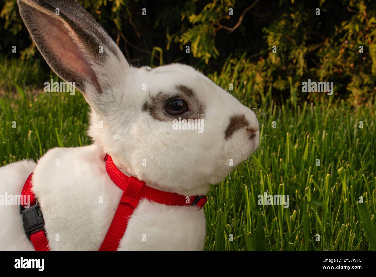 White rabbit vector hi-res stock photography and images - Alamy