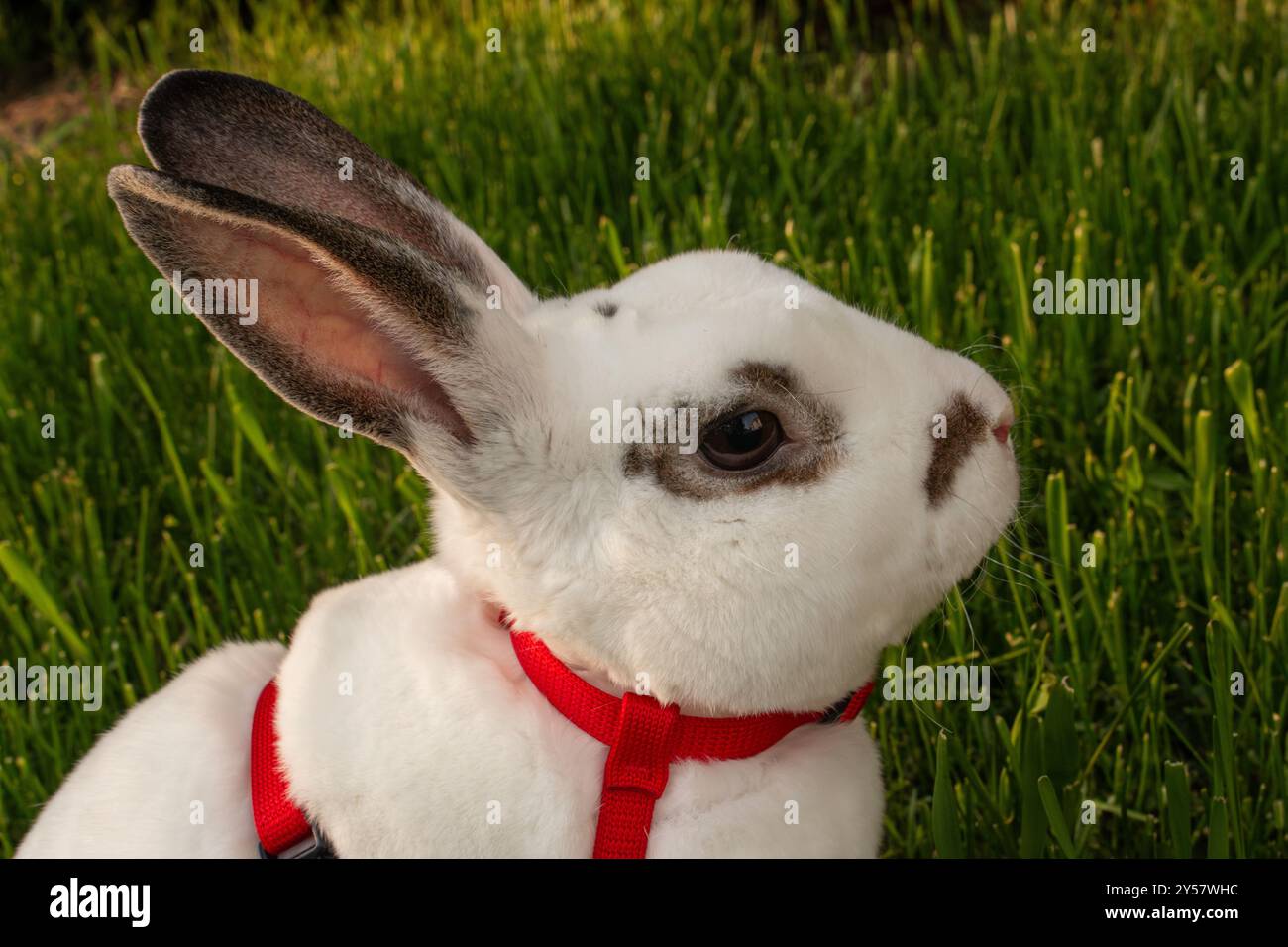 Vector rabbit on white hi-res stock photography and images - Alamy