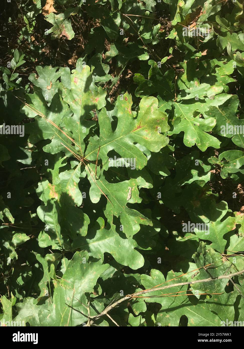 sand post oak (Quercus margaretiae) Plantae Stock Photo - Alamy