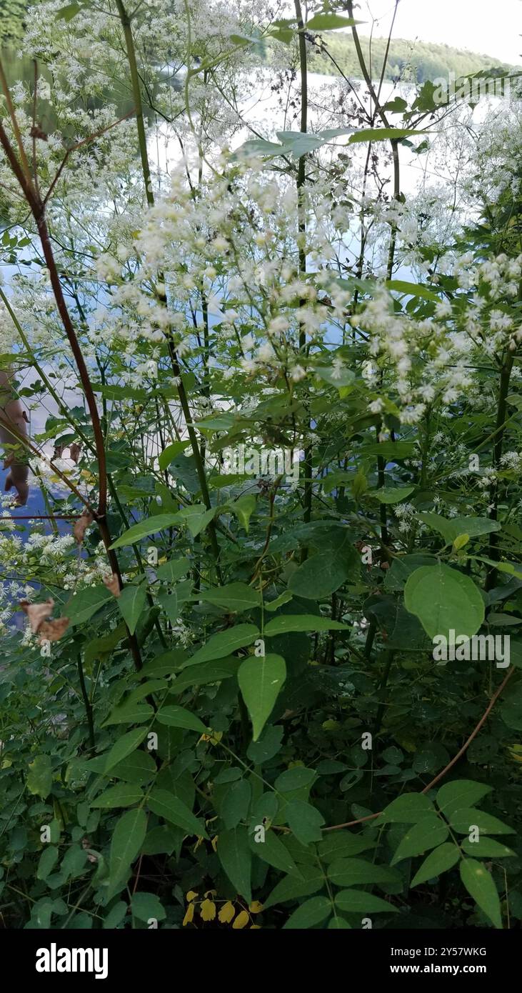 tall meadow-rue (Thalictrum pubescens) Plantae Stock Photo - Alamy