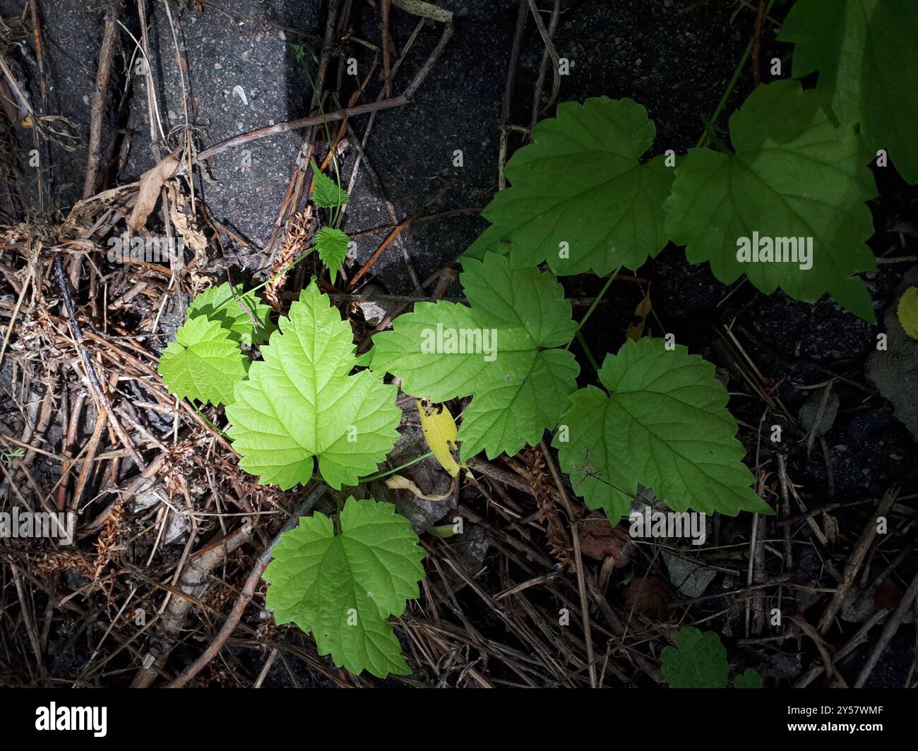 common hops (Humulus lupulus) Plantae Stock Photo - Alamy
