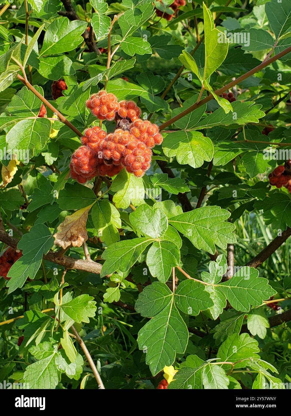 fragrant sumac (Rhus aromatica) Plantae Stock Photo - Alamy
