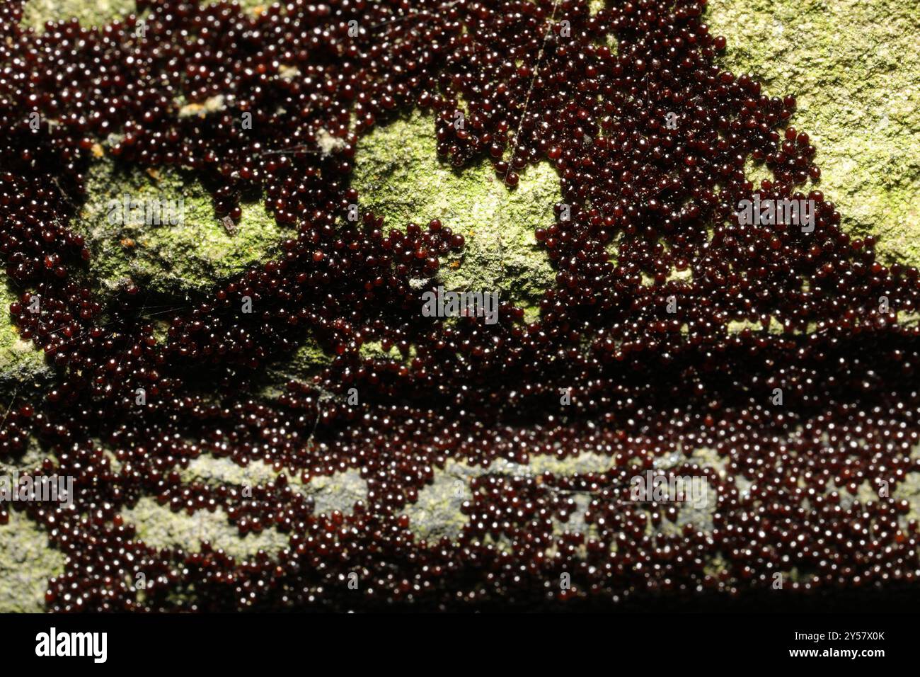 slime molds (Mycetozoa) Protozoa Stock Photo - Alamy