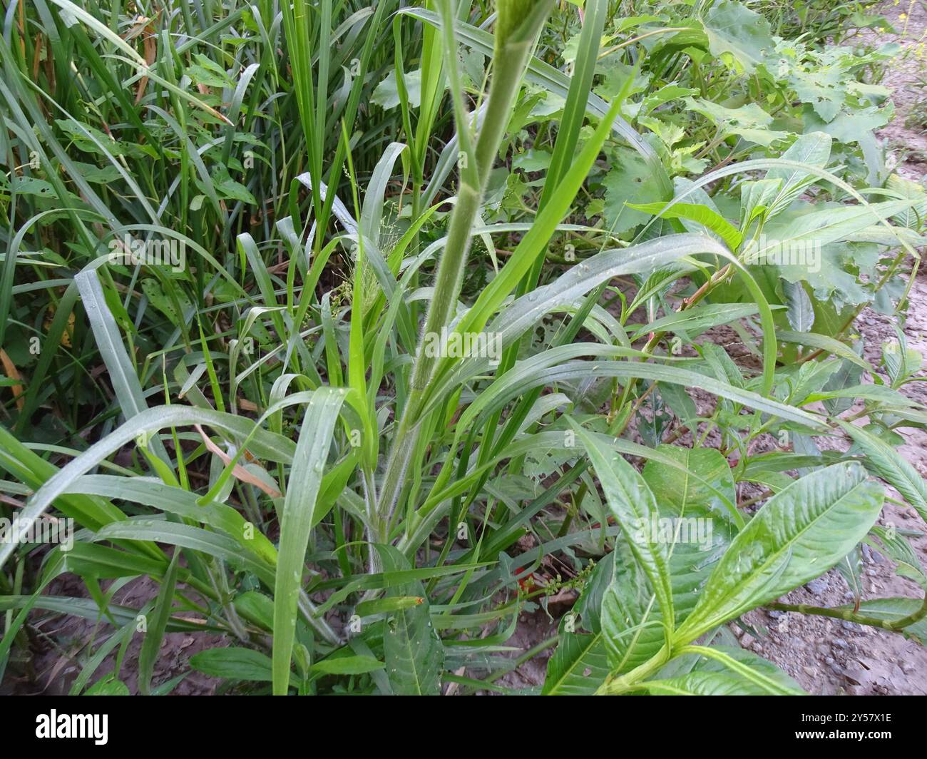 witch grass (Panicum capillare) Plantae Stock Photo - Alamy