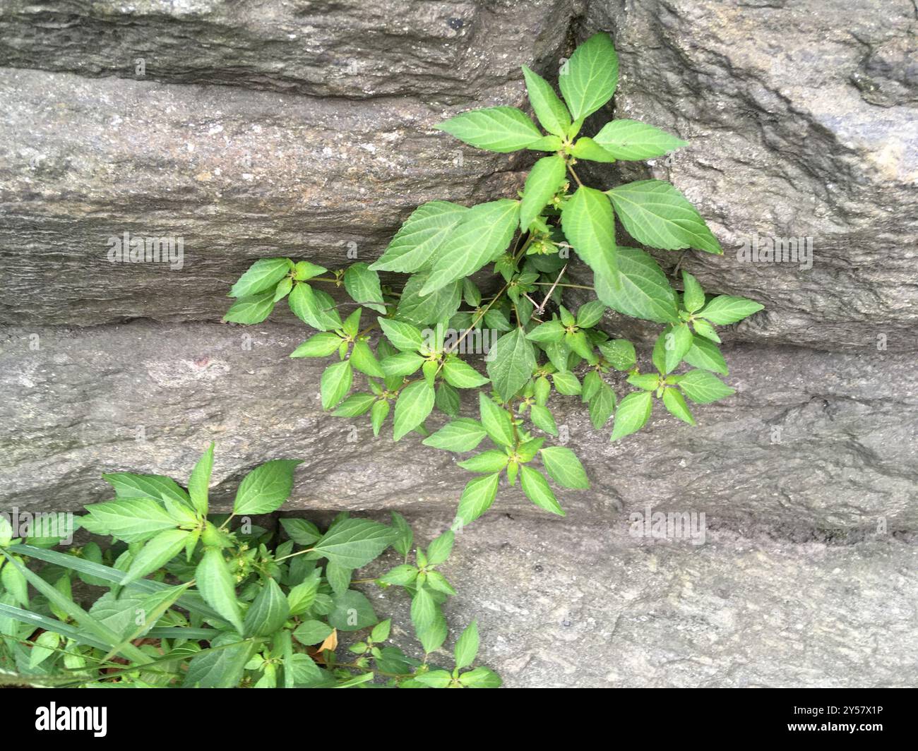 common copperleaf (Acalypha rhomboidea) Plantae Stock Photo - Alamy