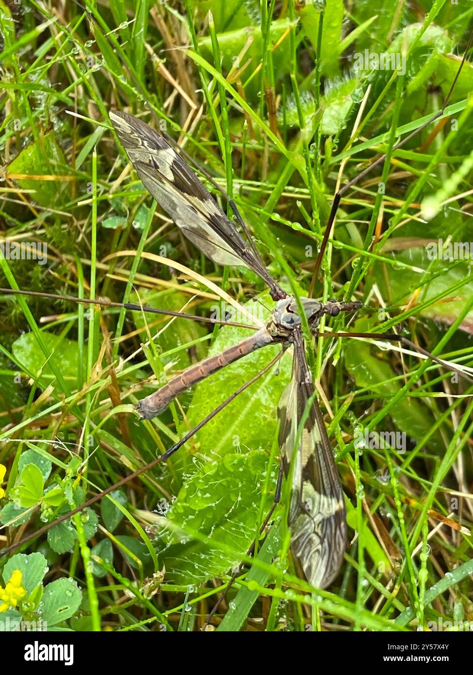 Giant cranefly (Tipula maxima) Insecta Stock Photo - Alamy