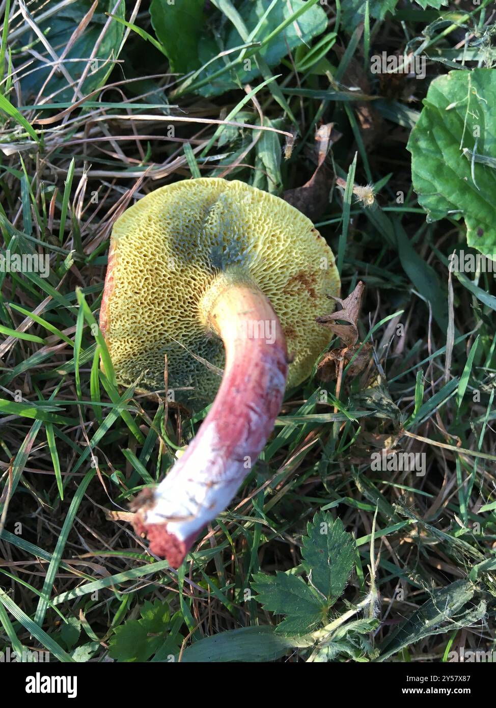 Ruby Bolete (Hortiboletus rubellus) Fungi Stock Photo - Alamy