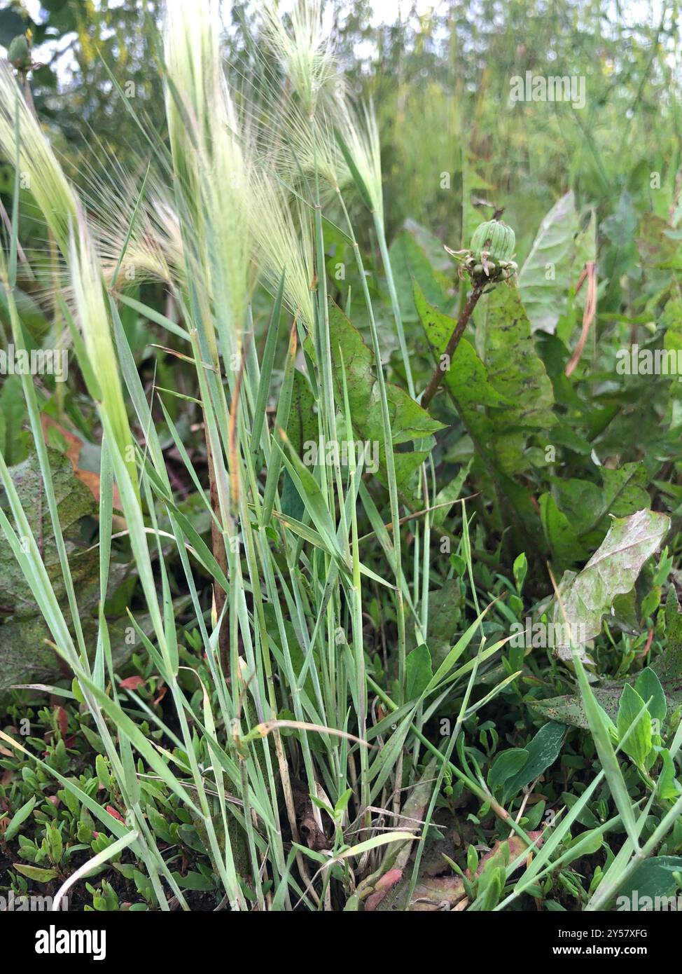 Foxtail Barley (Hordeum jubatum) Plantae Stock Photo - Alamy
