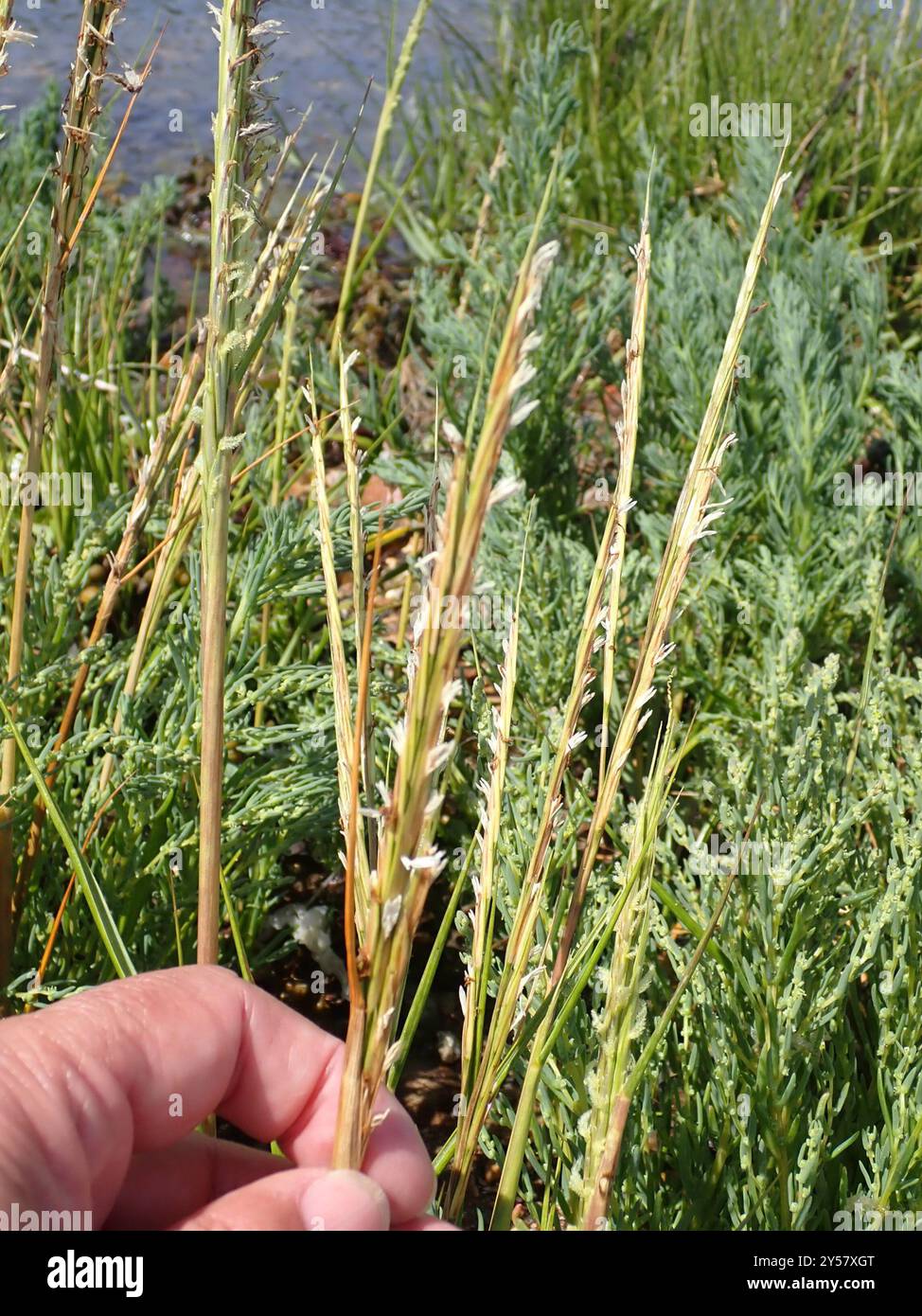 common cordgrass (Sporobolus anglicus) Plantae Stock Photo - Alamy