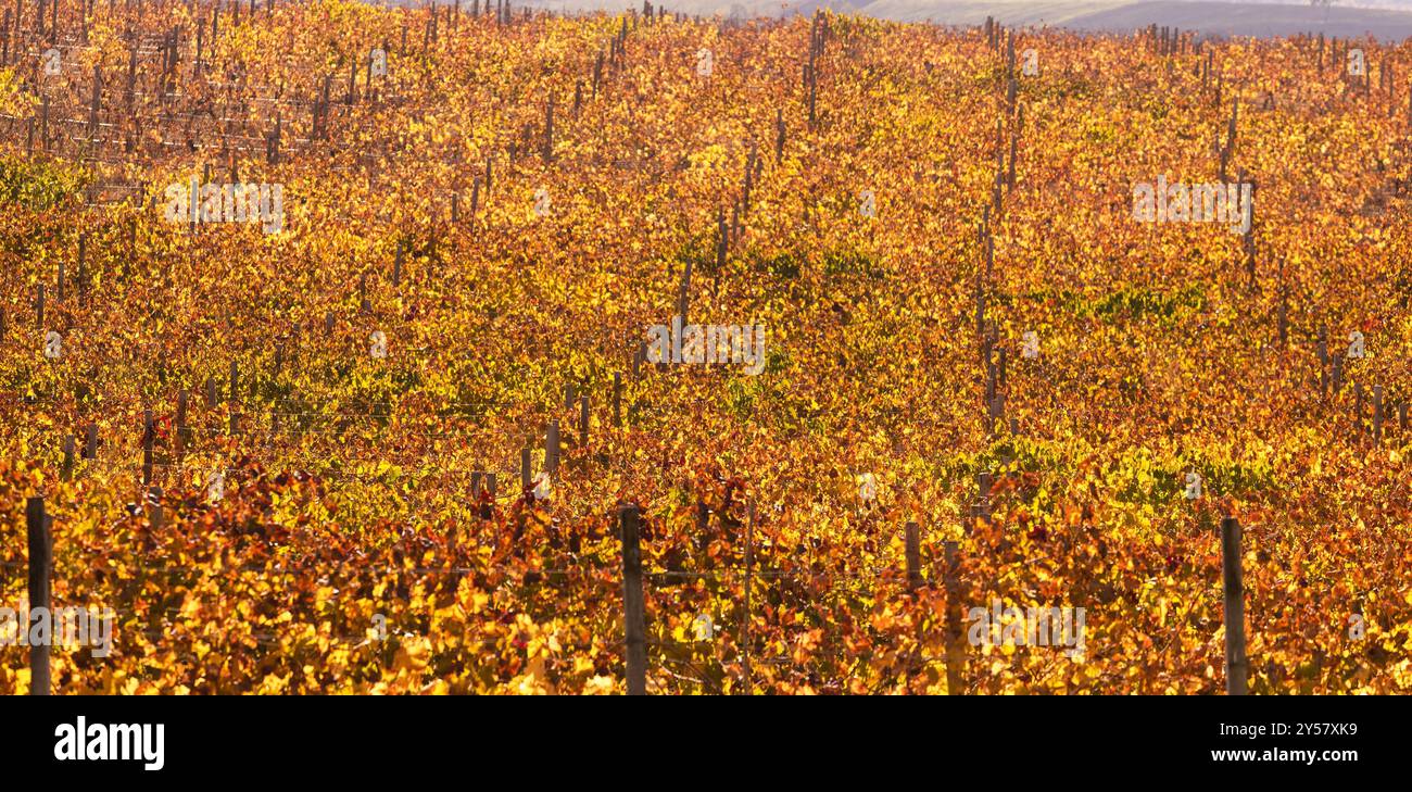 Panorama of a large autumn grape field. Azerbaijan Stock Photo - Alamy