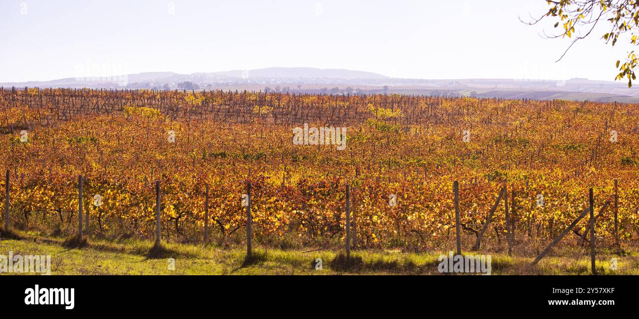 Panorama of a large autumn grape field. Azerbaijan Stock Photo - Alamy