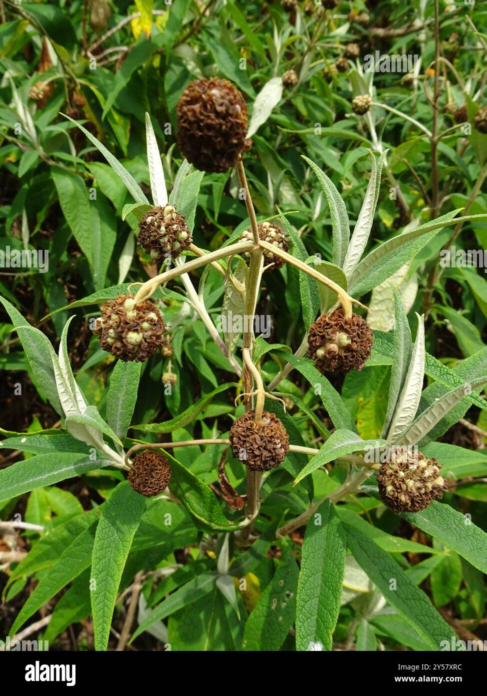 Orange-ball tree (Buddleja globosa) Plantae Stock Photo - Alamy