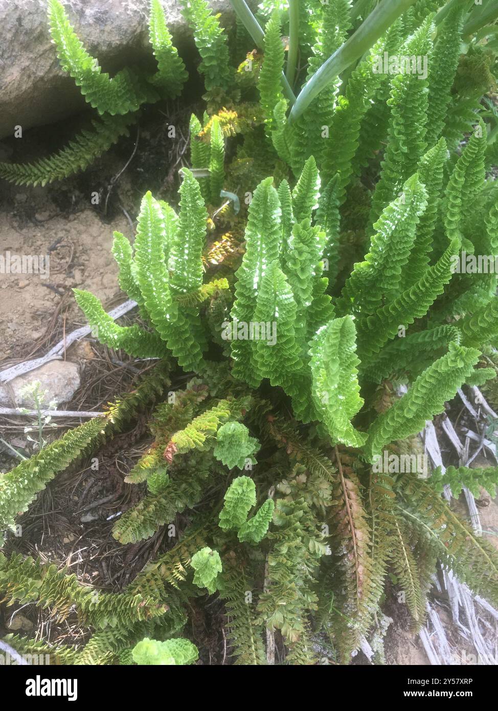 Lemmon's holly fern (Polystichum lemmonii) Plantae Stock Photo - Alamy