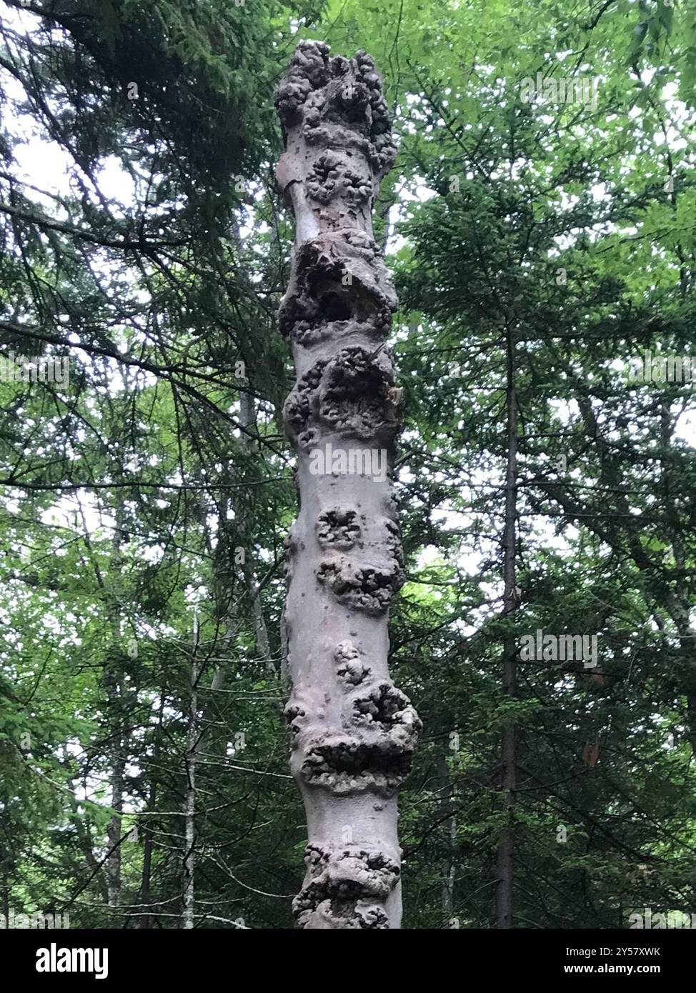 Beech Bark Canker Fungus (Neonectria faginata) Fungi Stock Photo - Alamy