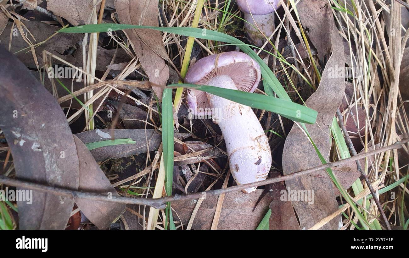 Webcaps (Cortinarius) Fungi Stock Photo - Alamy