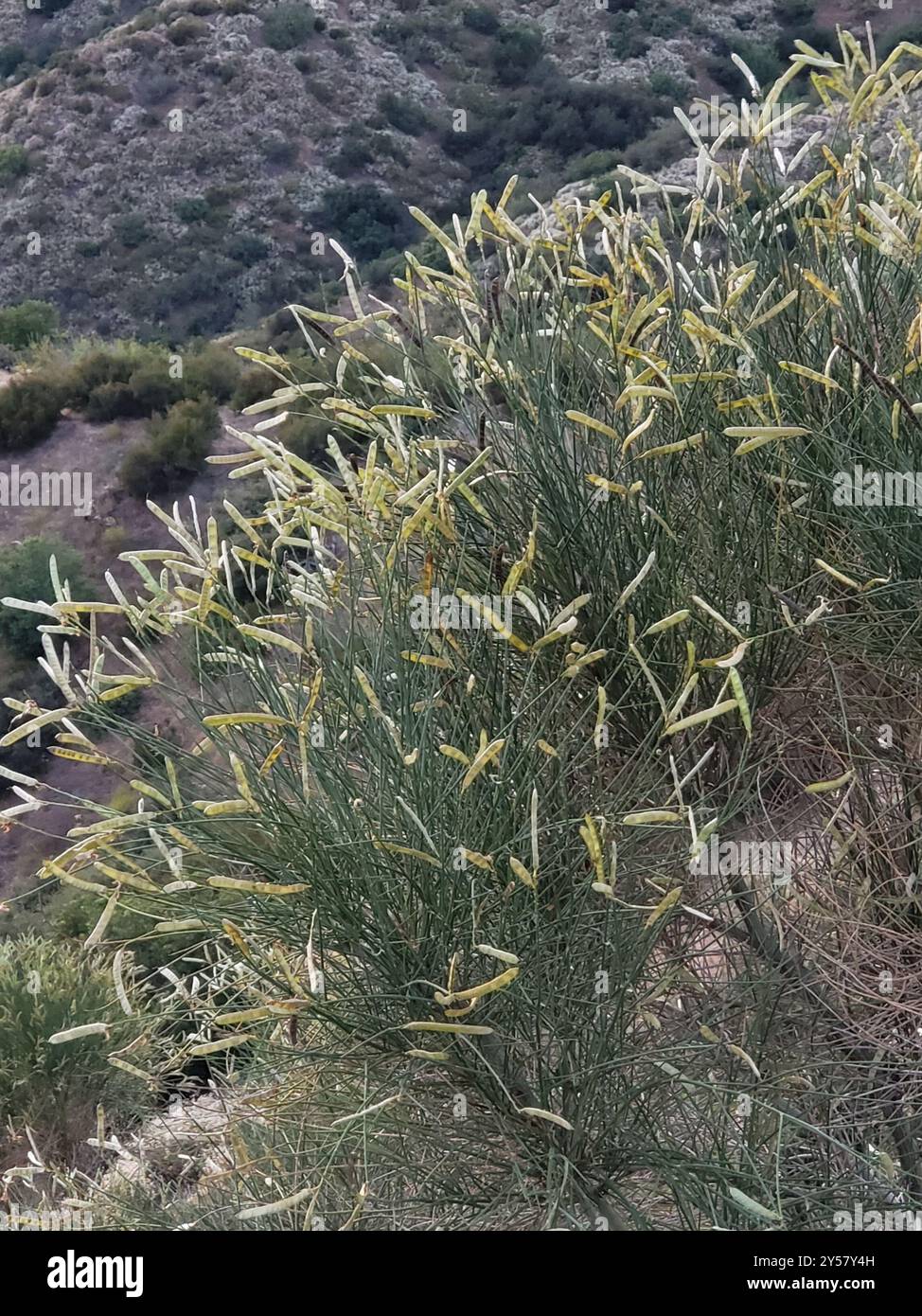 Spanish Broom (Spartium junceum) Plantae Stock Photo - Alamy