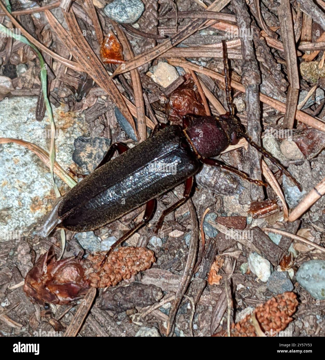 (Megasemum asperum) Insecta Stock Photo - Alamy