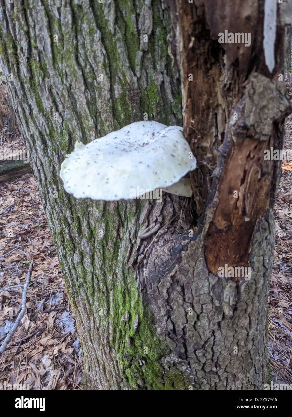Lynx Paw Oyster (Pleurotus levis) Fungi Stock Photo - Alamy