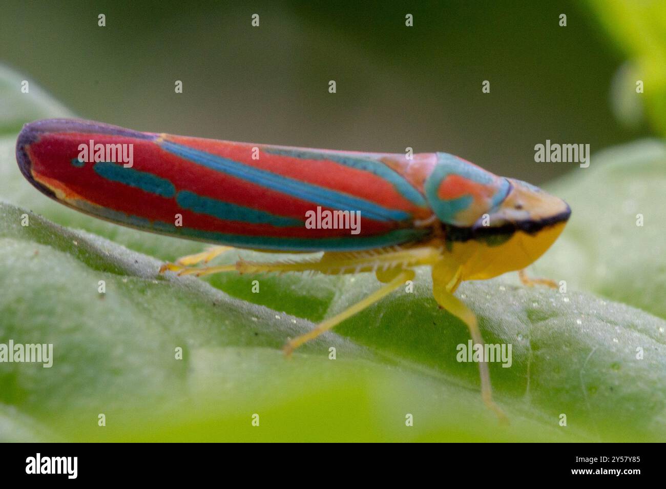 Red-banded Leafhopper (Graphocephala coccinea) Insecta Stock Photo - Alamy
