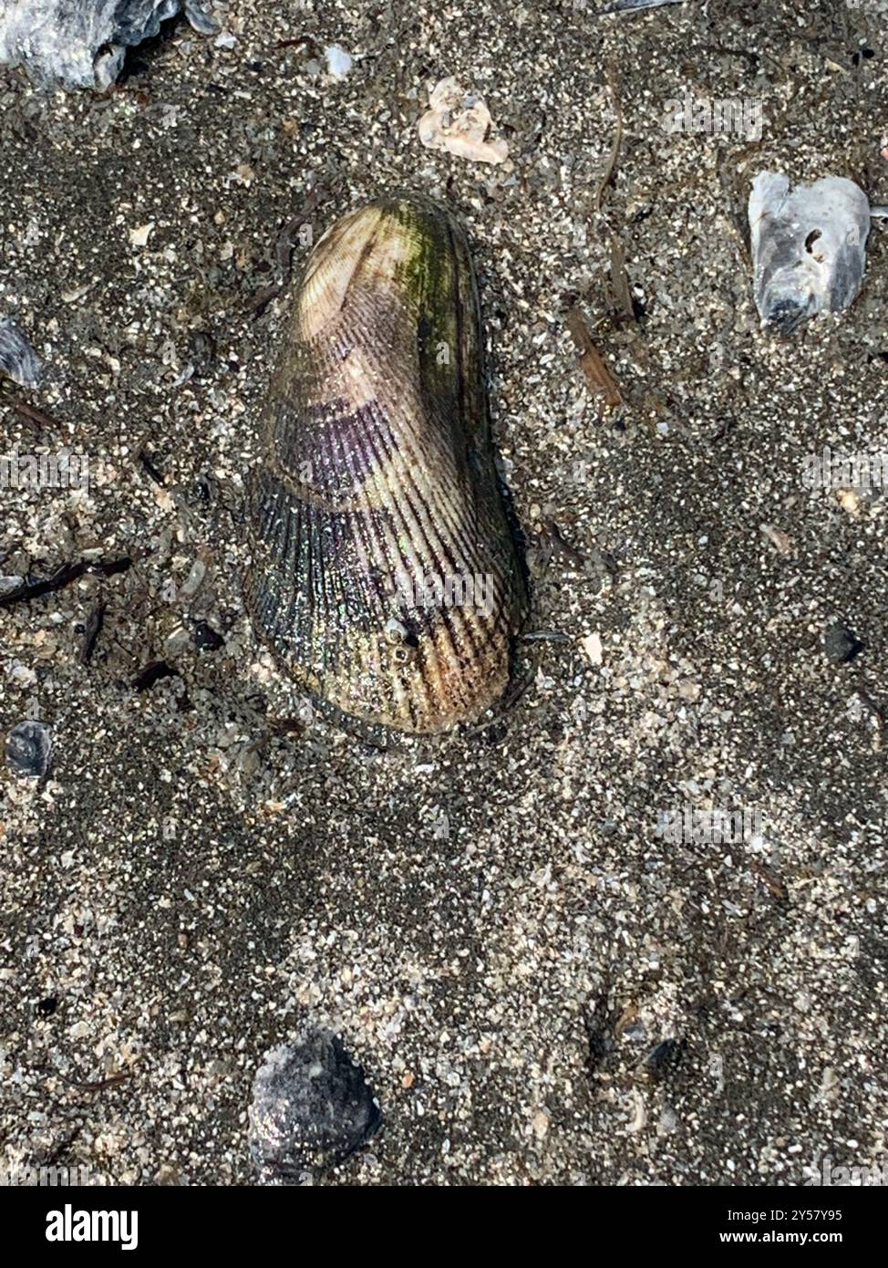 Atlantic Ribbed Mussel (Geukensia demissa) Mollusca Stock Photo - Alamy