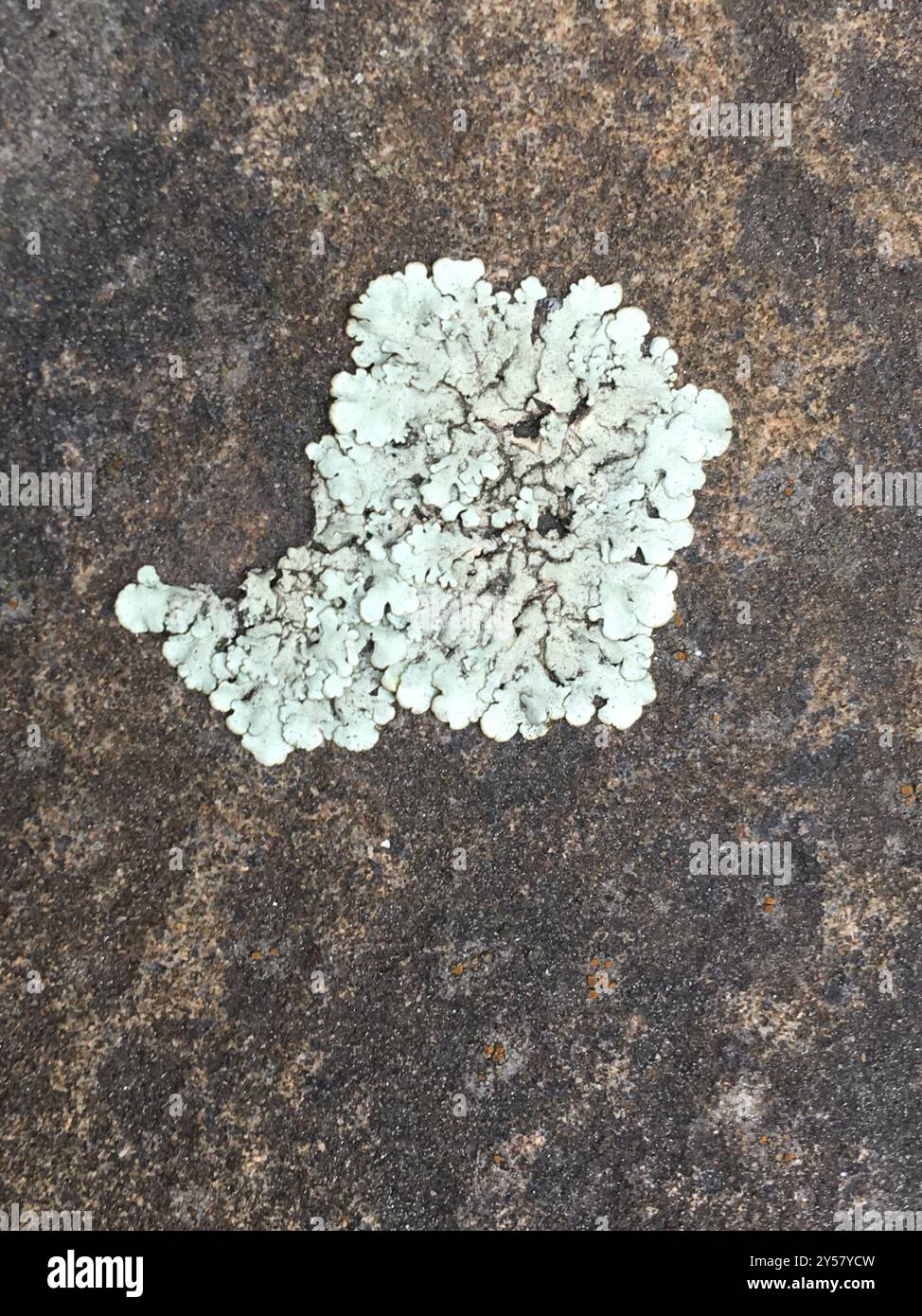 typical shield lichens (Parmelioideae) Fungi Stock Photo - Alamy