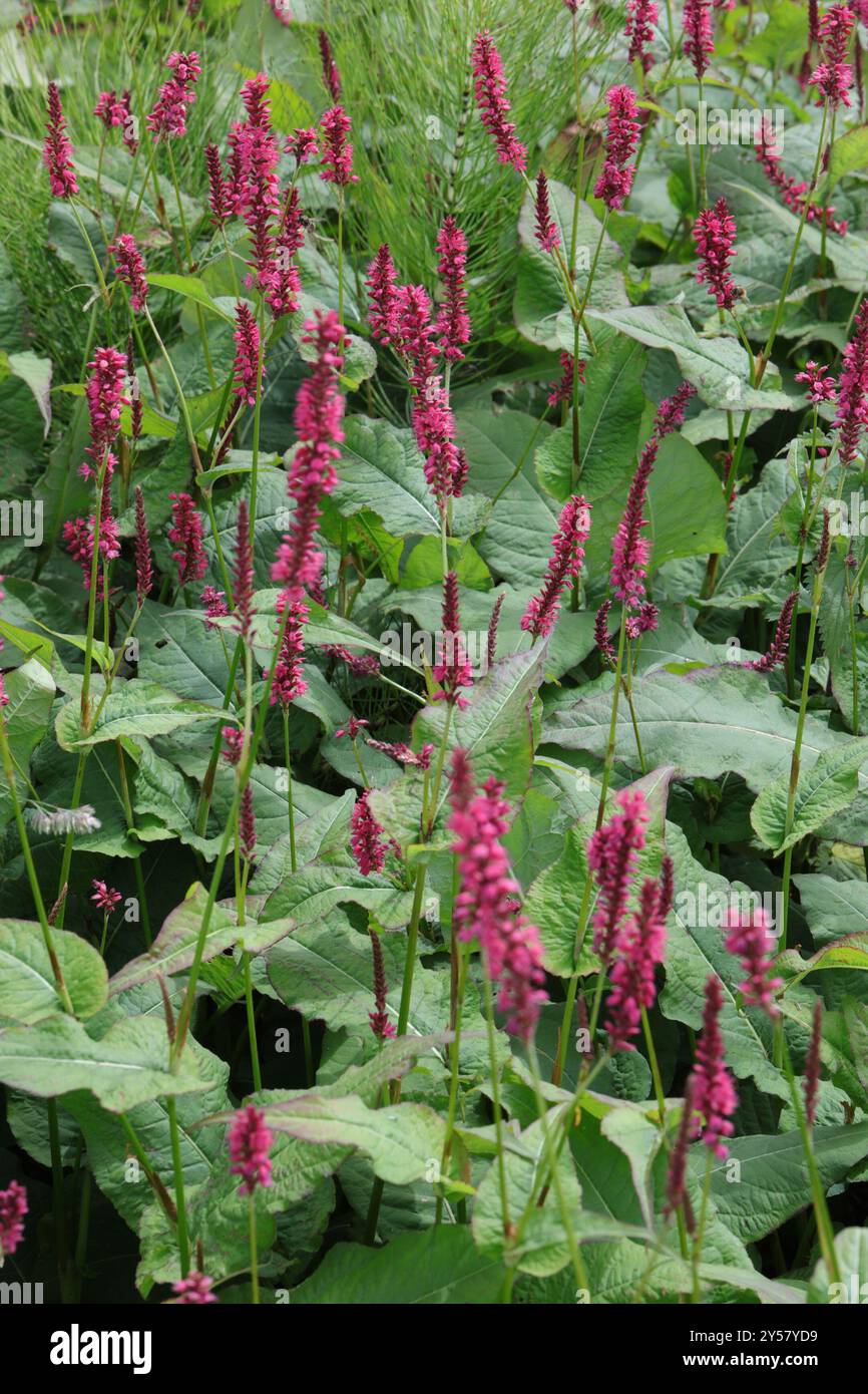 red bistort (Bistorta amplexicaulis) Plantae Stock Photo - Alamy