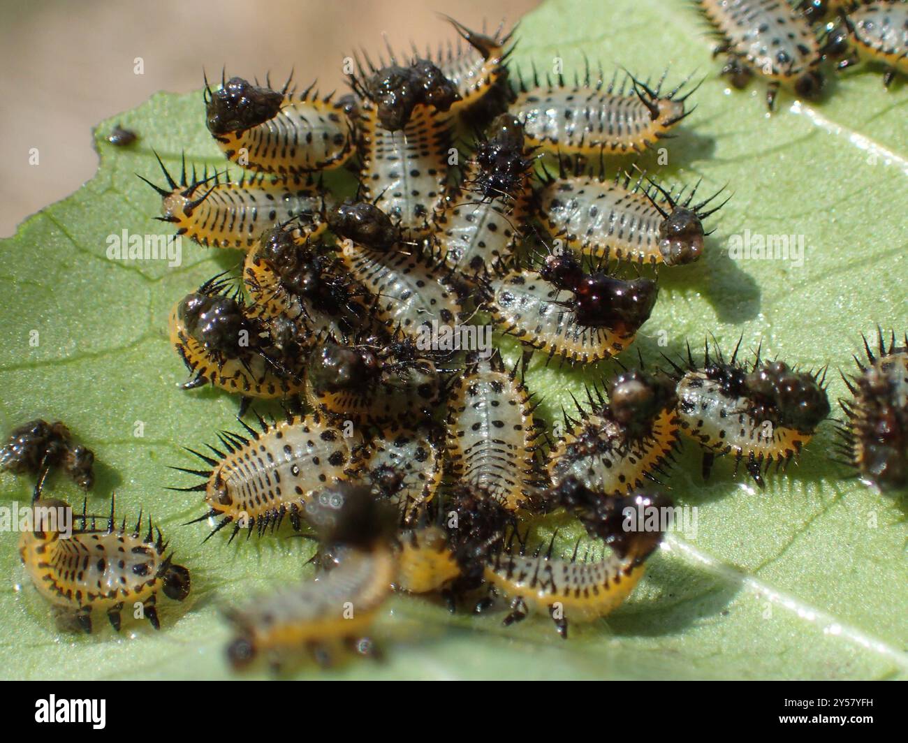 Asian Spotted Tortoise Beetle (Aspidimorpha miliaris) Insecta Stock ...