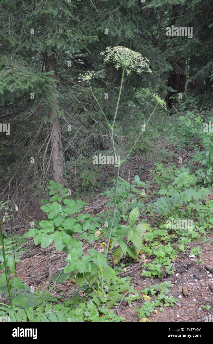 Broad-leaved Sermountain (Laserpitium latifolium) Plantae Stock Photo ...