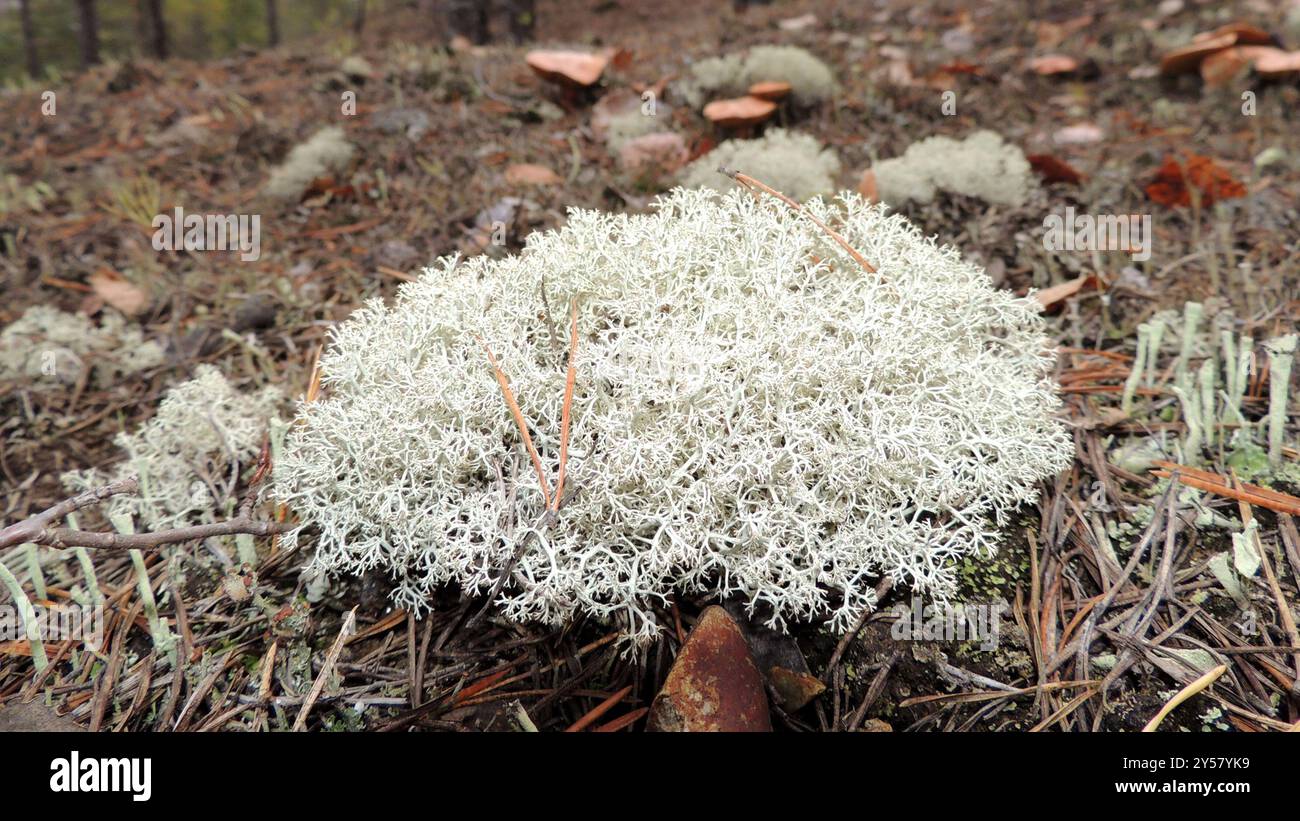 gray reindeer lichen (Cladonia rangiferina) Fungi Stock Photo - Alamy