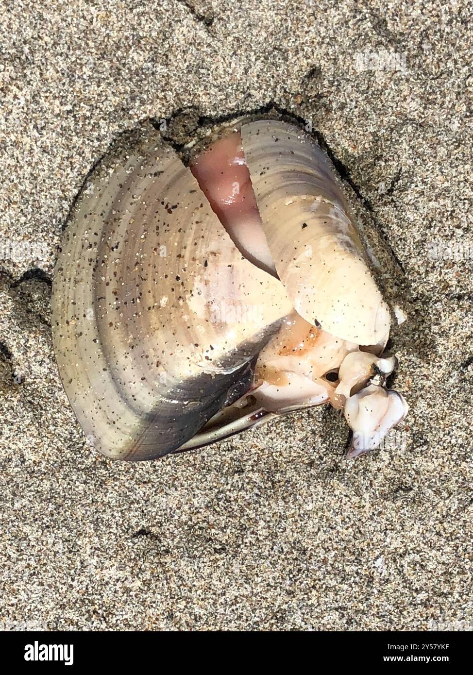 Pismo Clam (Tivela stultorum) Mollusca Stock Photo - Alamy
