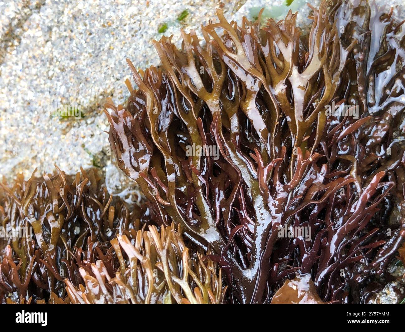 red algae (Rhodophyta) Plantae Stock Photo - Alamy