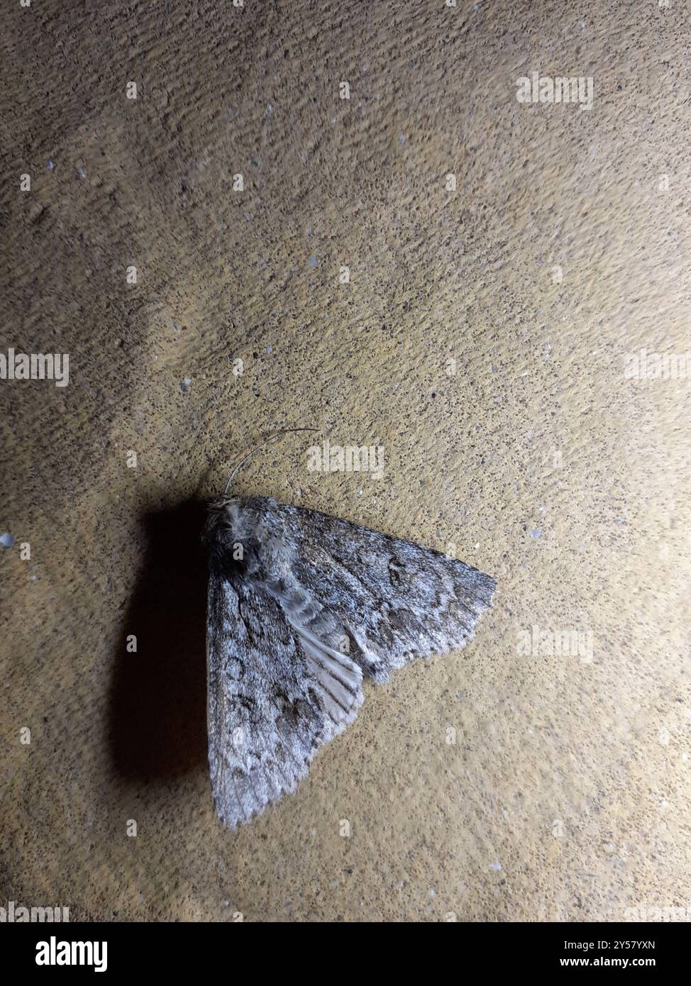 Sycamore Moth (Acronicta aceris) Insecta Stock Photo - Alamy