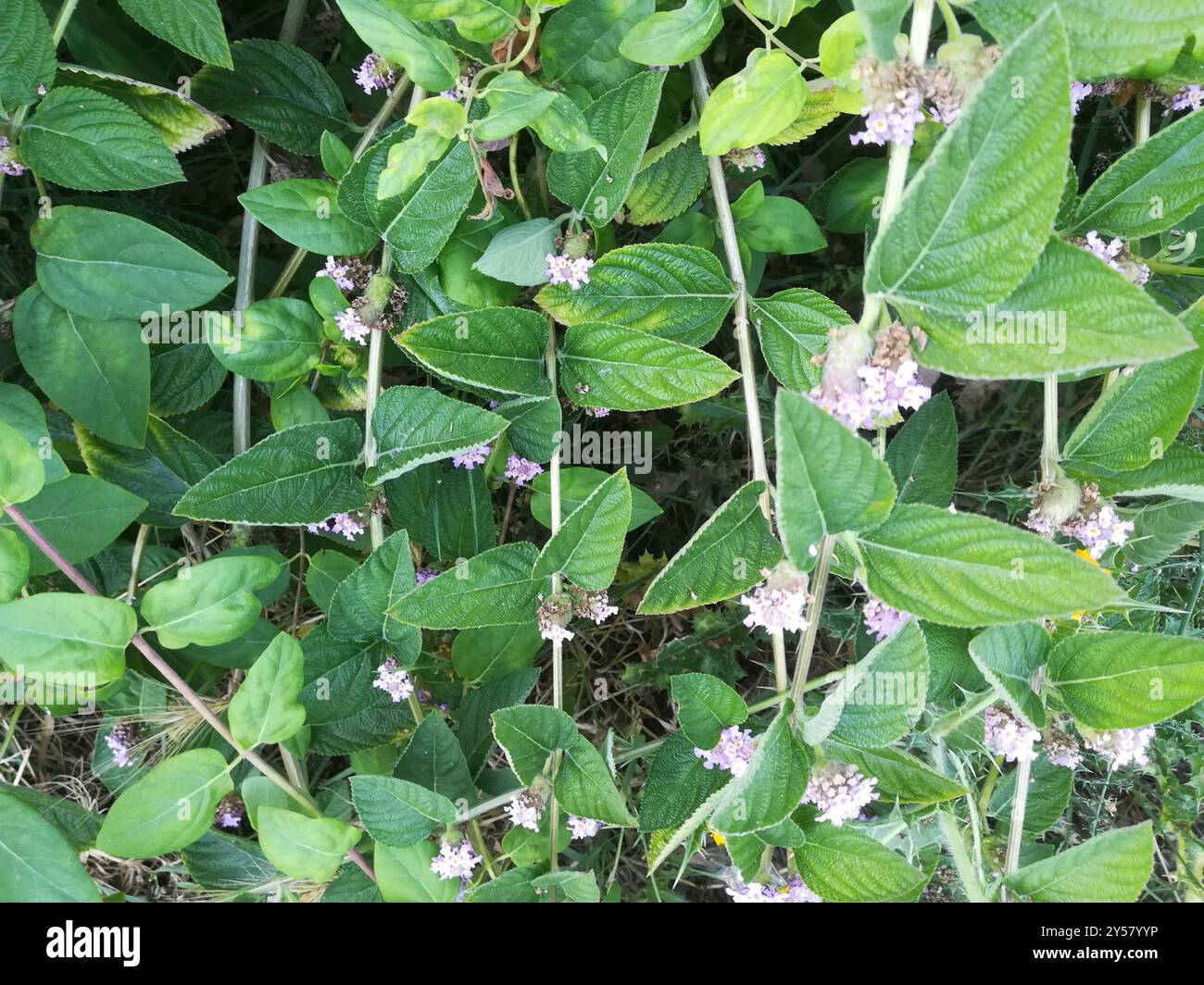 Bushy Lippia (Lippia alba) Plantae Stock Photo - Alamy