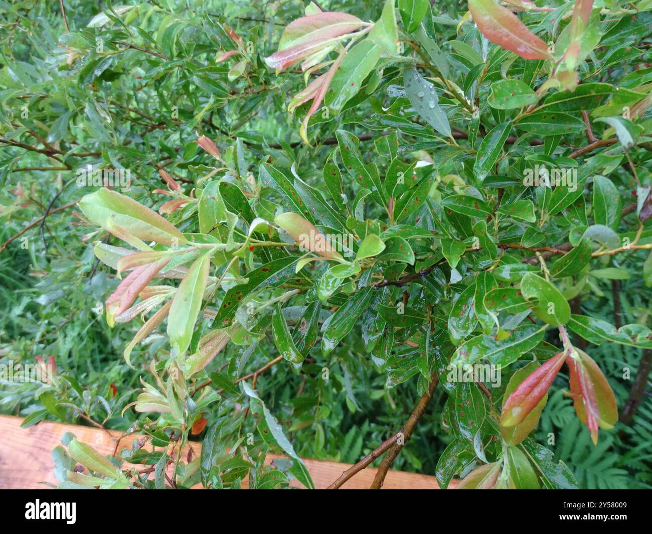 pussy willow (Salix discolor) Plantae Stock Photo - Alamy