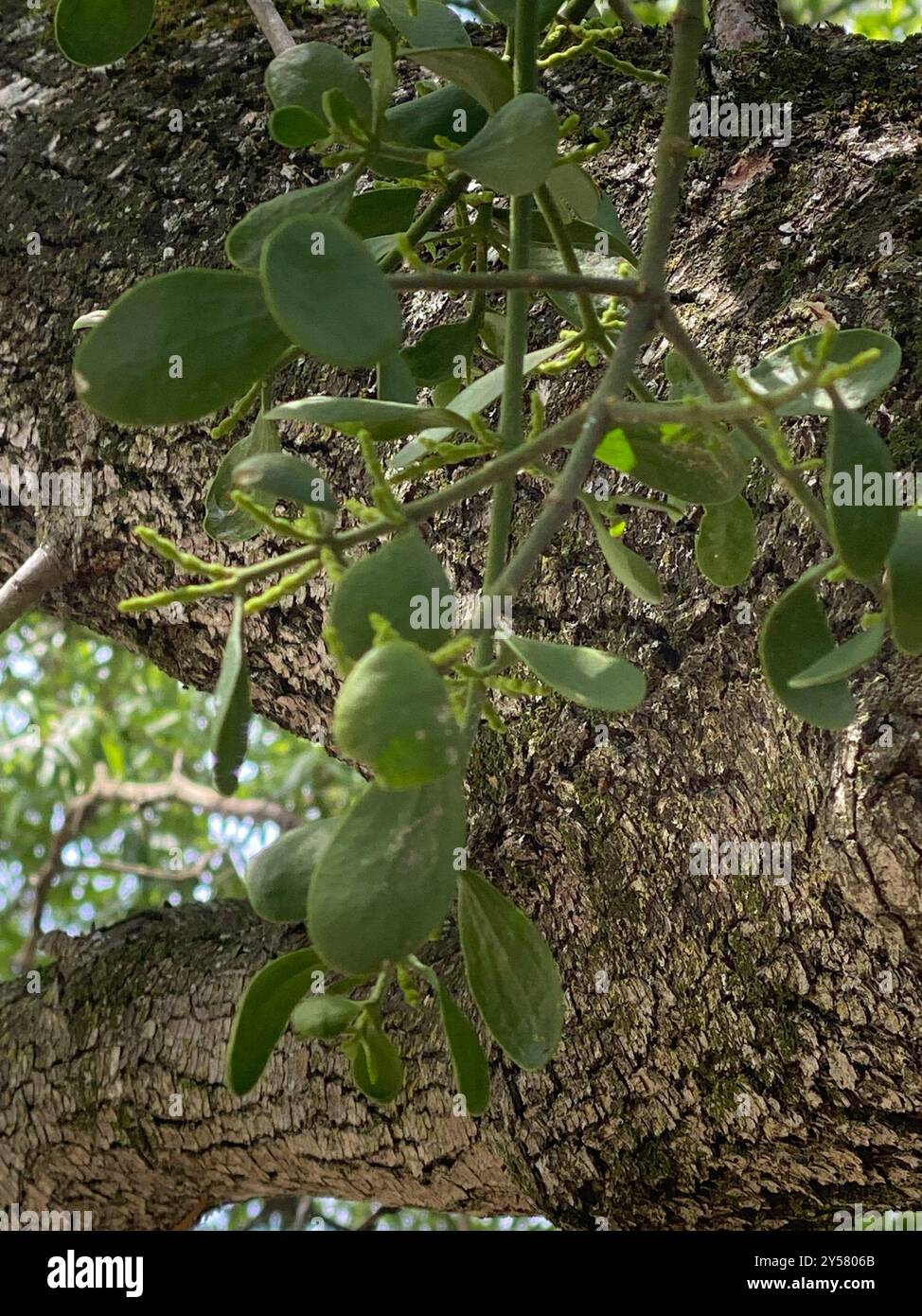 American Mistletoe (Phoradendron leucarpum) Plantae Stock Photo - Alamy