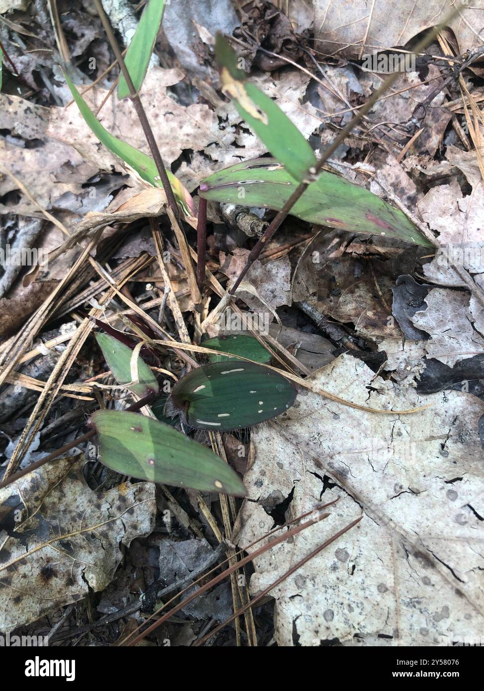 variable witchgrass (Dichanthelium commutatum) Plantae Stock Photo - Alamy