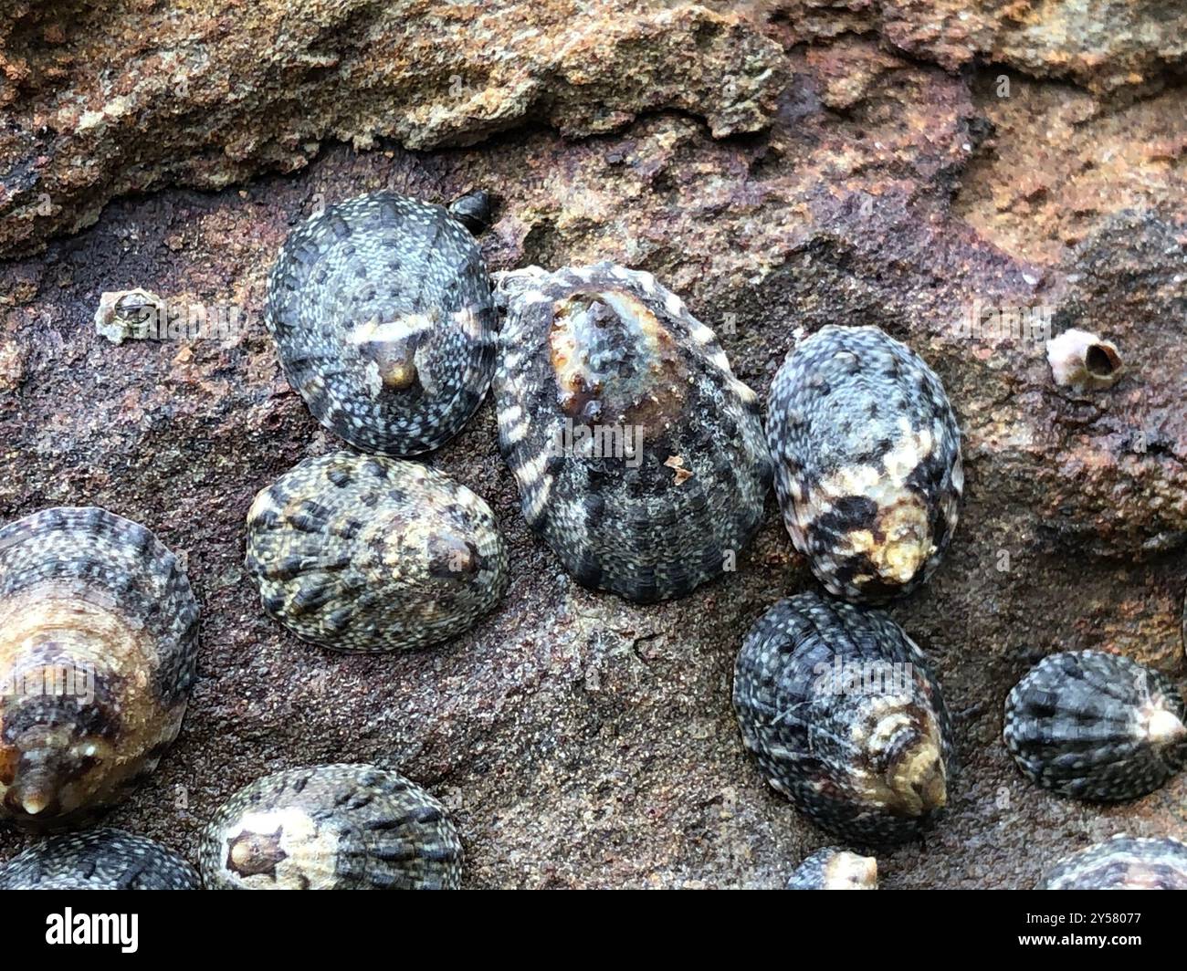 Southern Finger Limpet (Lottia austrodigitalis) Mollusca Stock Photo ...
