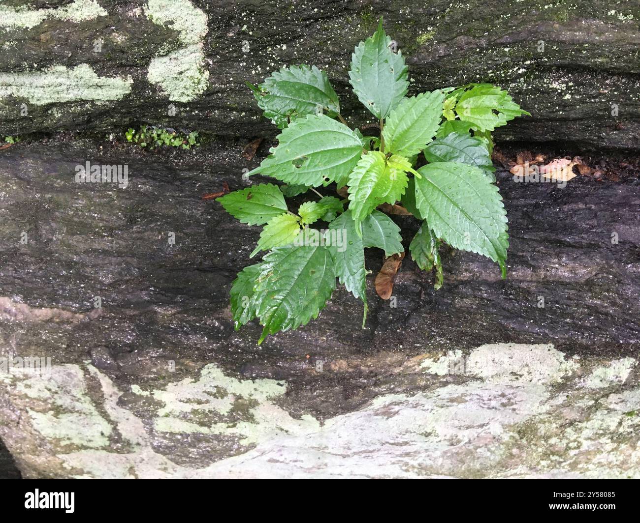 Canada clearweed (Pilea pumila) Plantae Stock Photo - Alamy