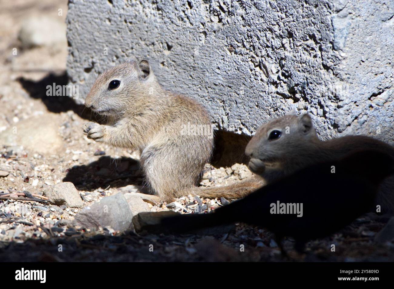 Belding's Ground Squirrel (Urocitellus beldingi) Mammalia Stock Photo ...