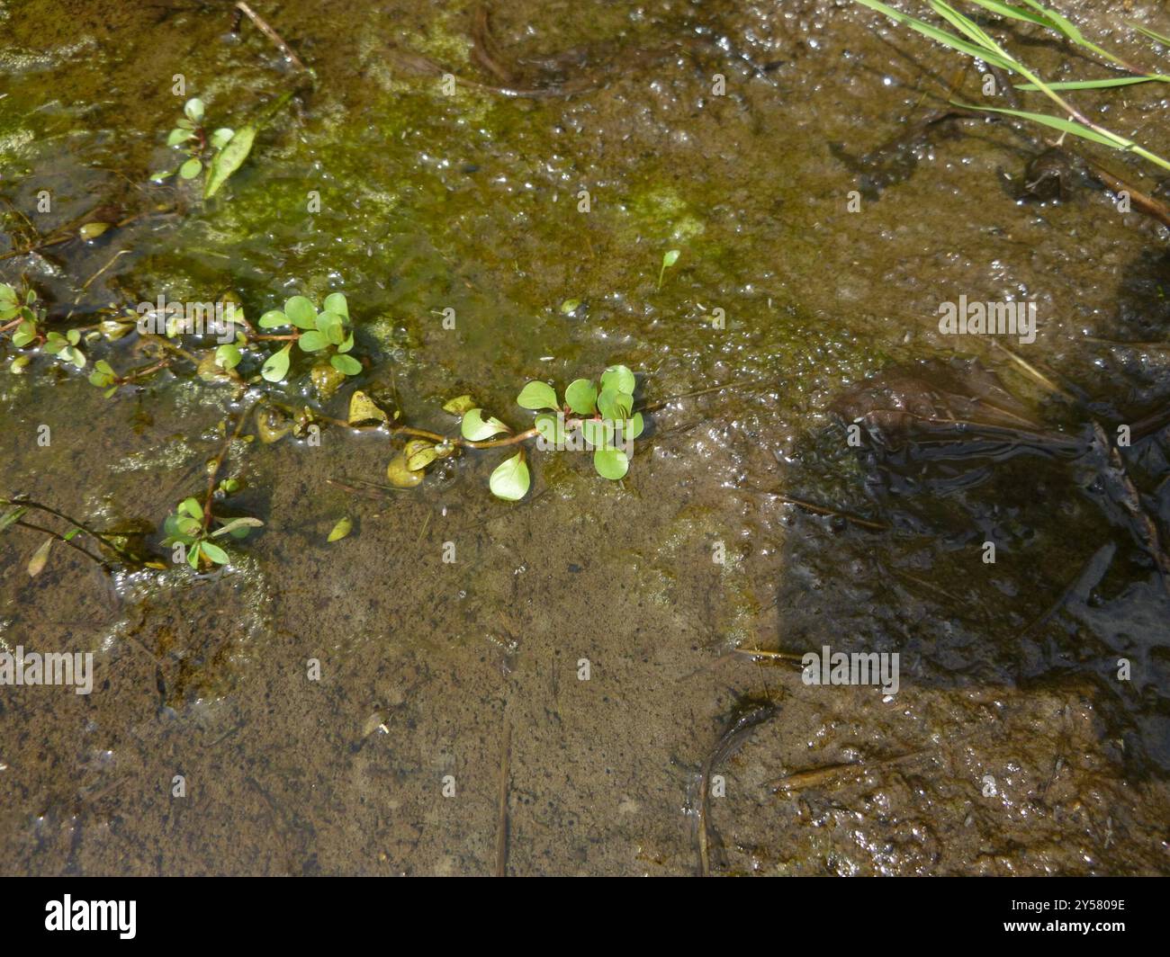 Water-purslane (Lythrum portula) Plantae Stock Photo - Alamy