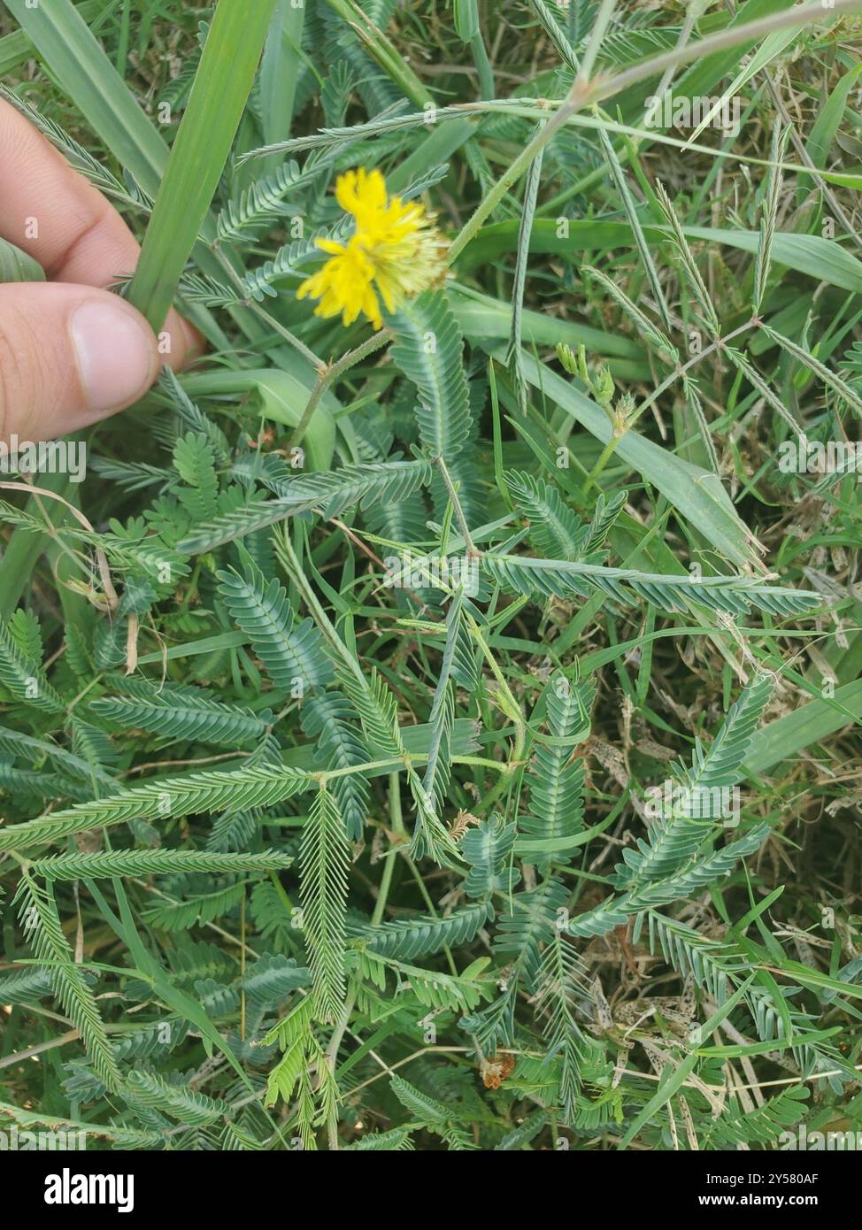 Tropical puff (Neptunia pubescens) Plantae Stock Photo - Alamy
