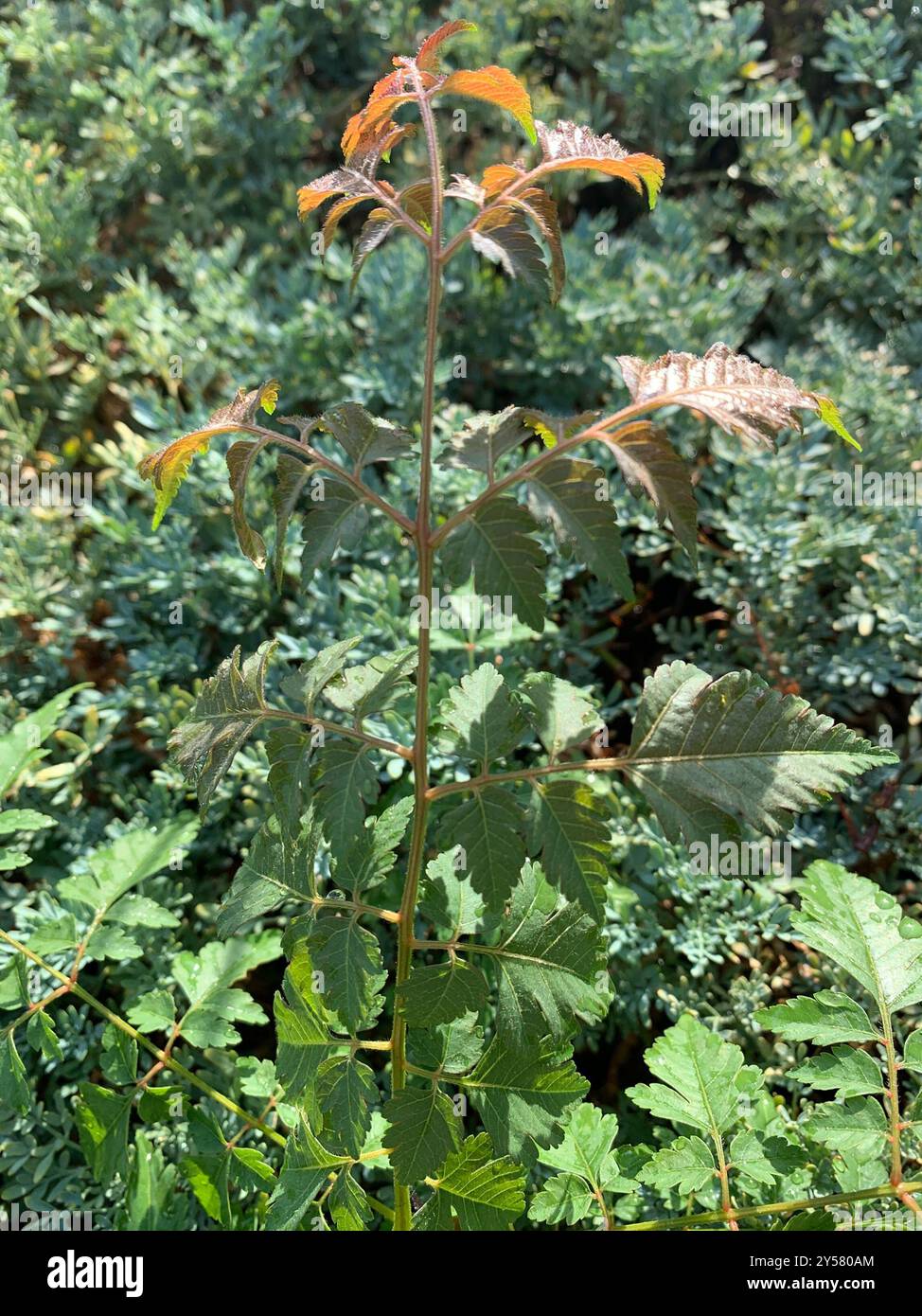 Taiwanese Rain Tree (Koelreuteria elegans) Plantae Stock Photo - Alamy