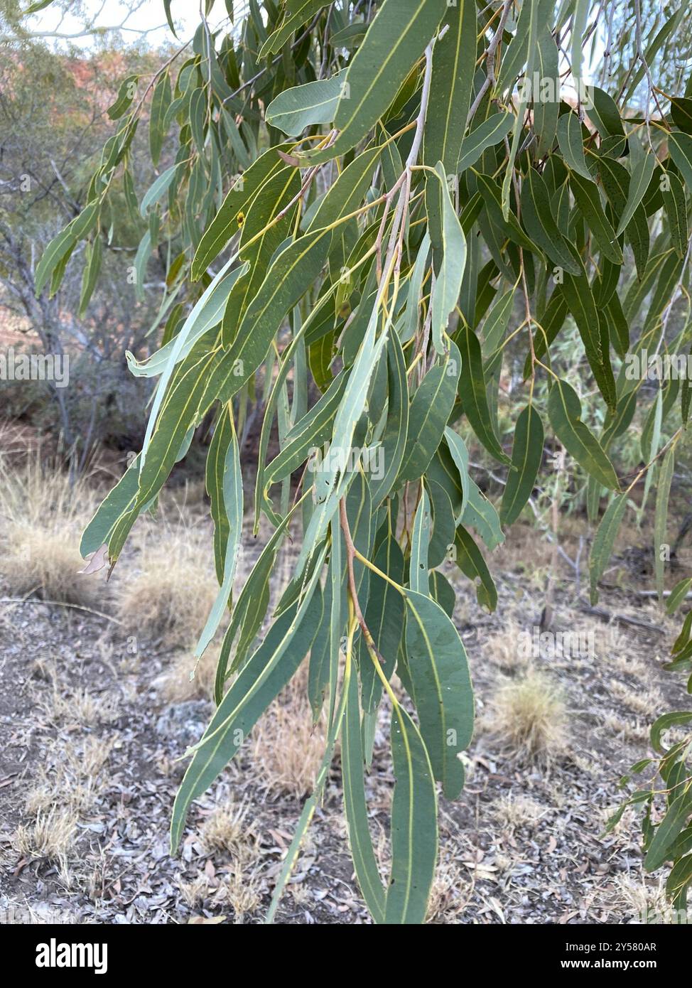 Desert Bloodwood (Corymbia terminalis) Plantae Stock Photo - Alamy