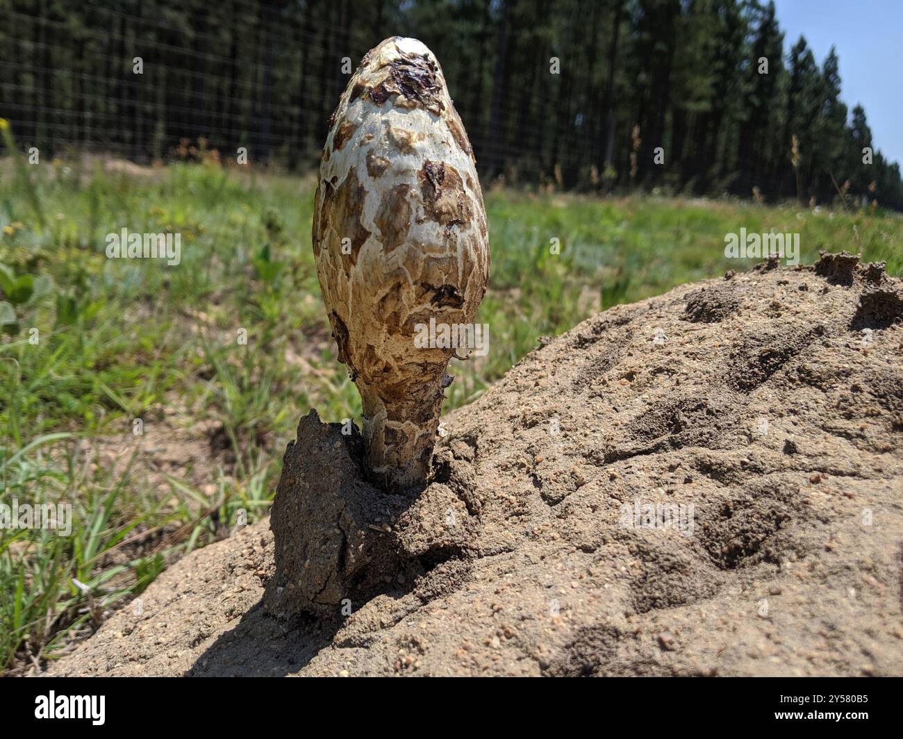 Podaxis hi-res stock photography and images - Alamy