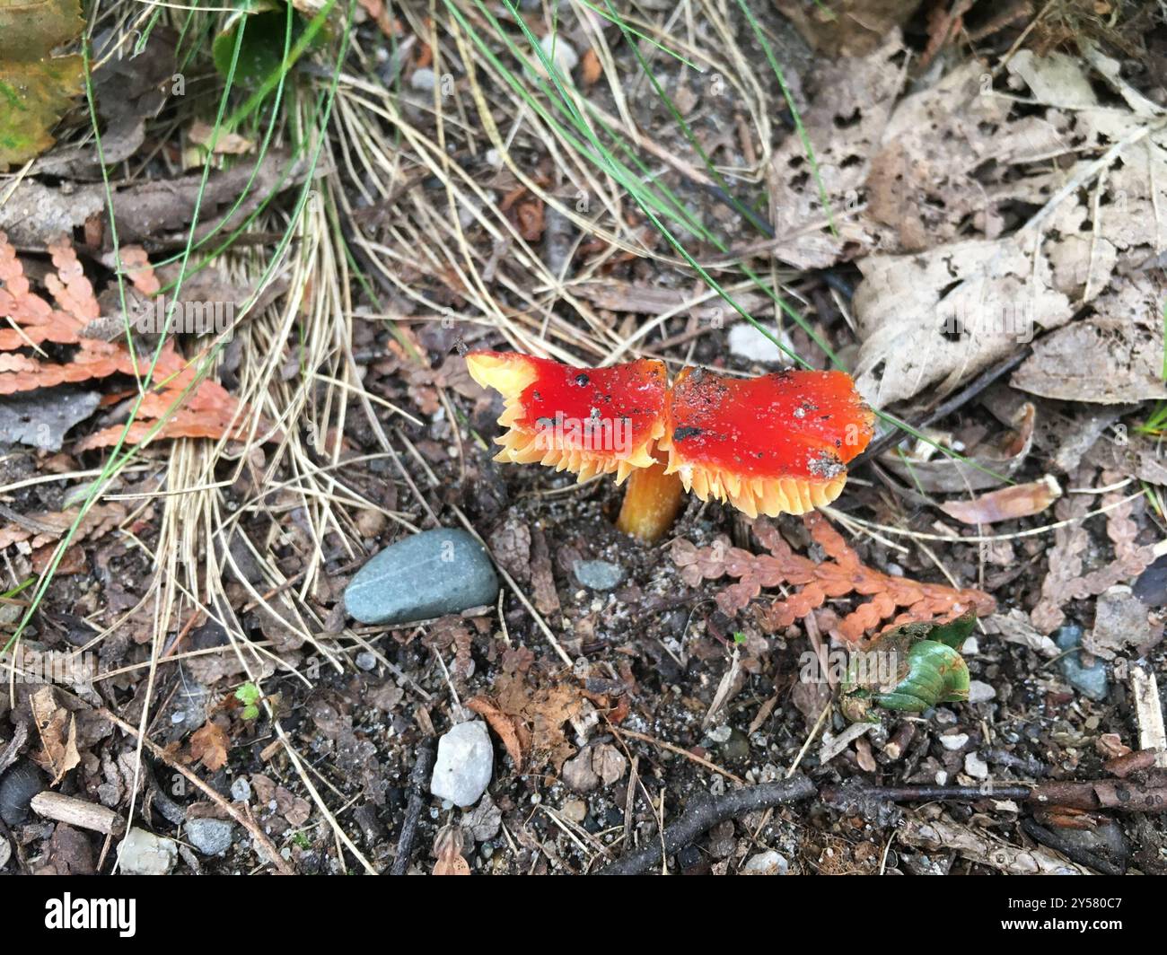 Scarlet Waxy Cap (Hygrocybe coccinea) Fungi Stock Photo - Alamy