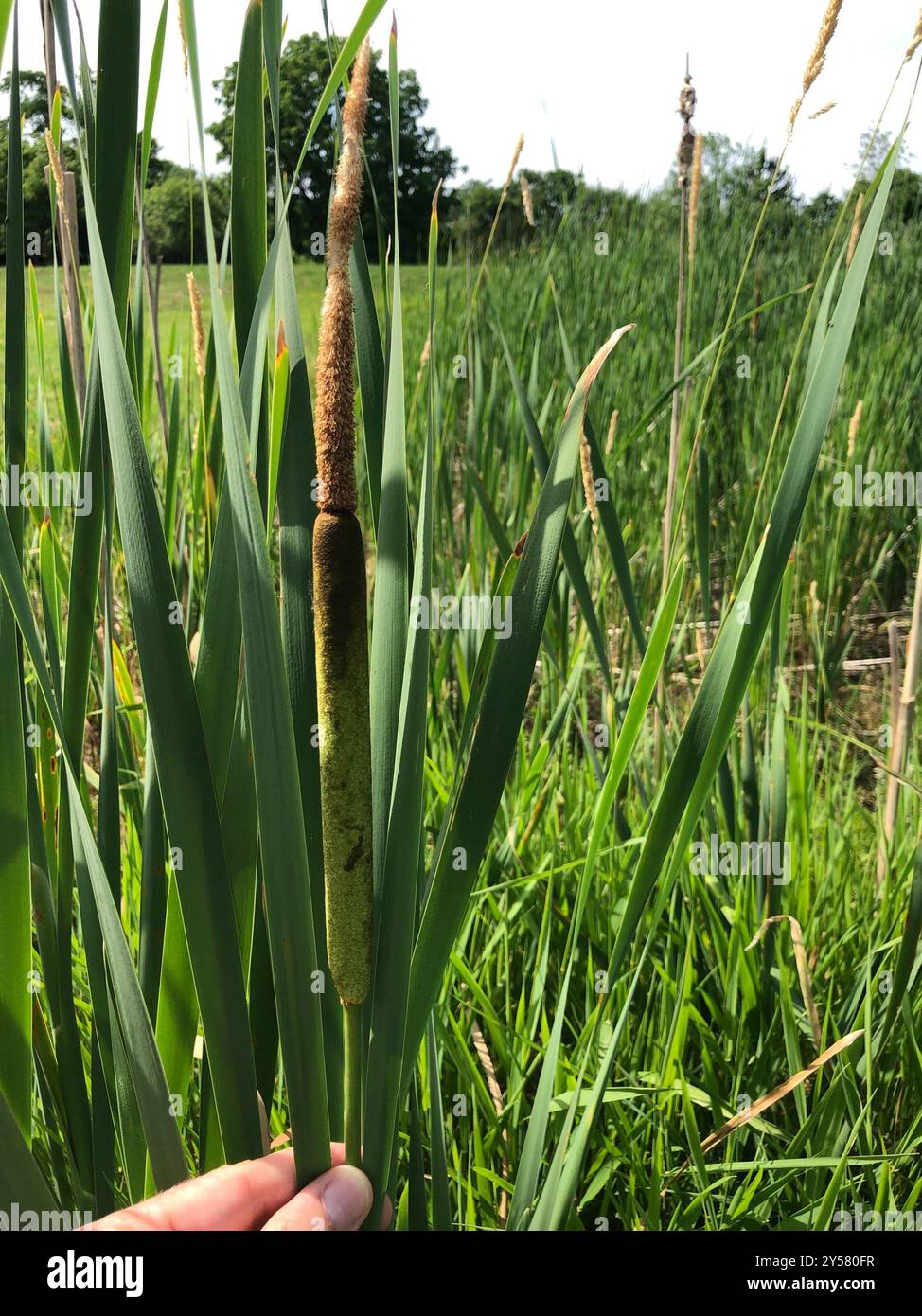 Cattails (Typha) Plantae Stock Photo - Alamy