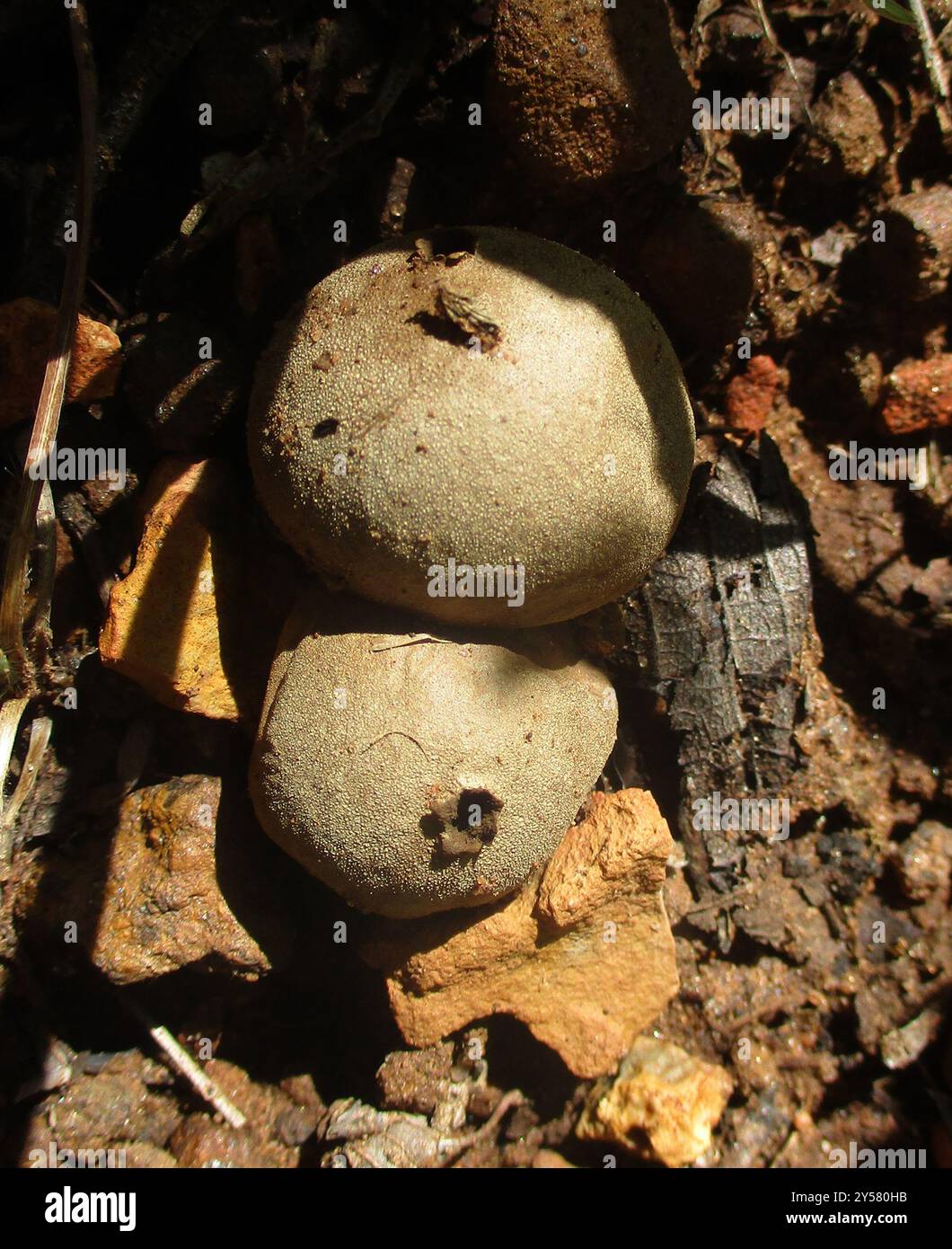 puffballs (Lycoperdaceae) Fungi Stock Photo - Alamy