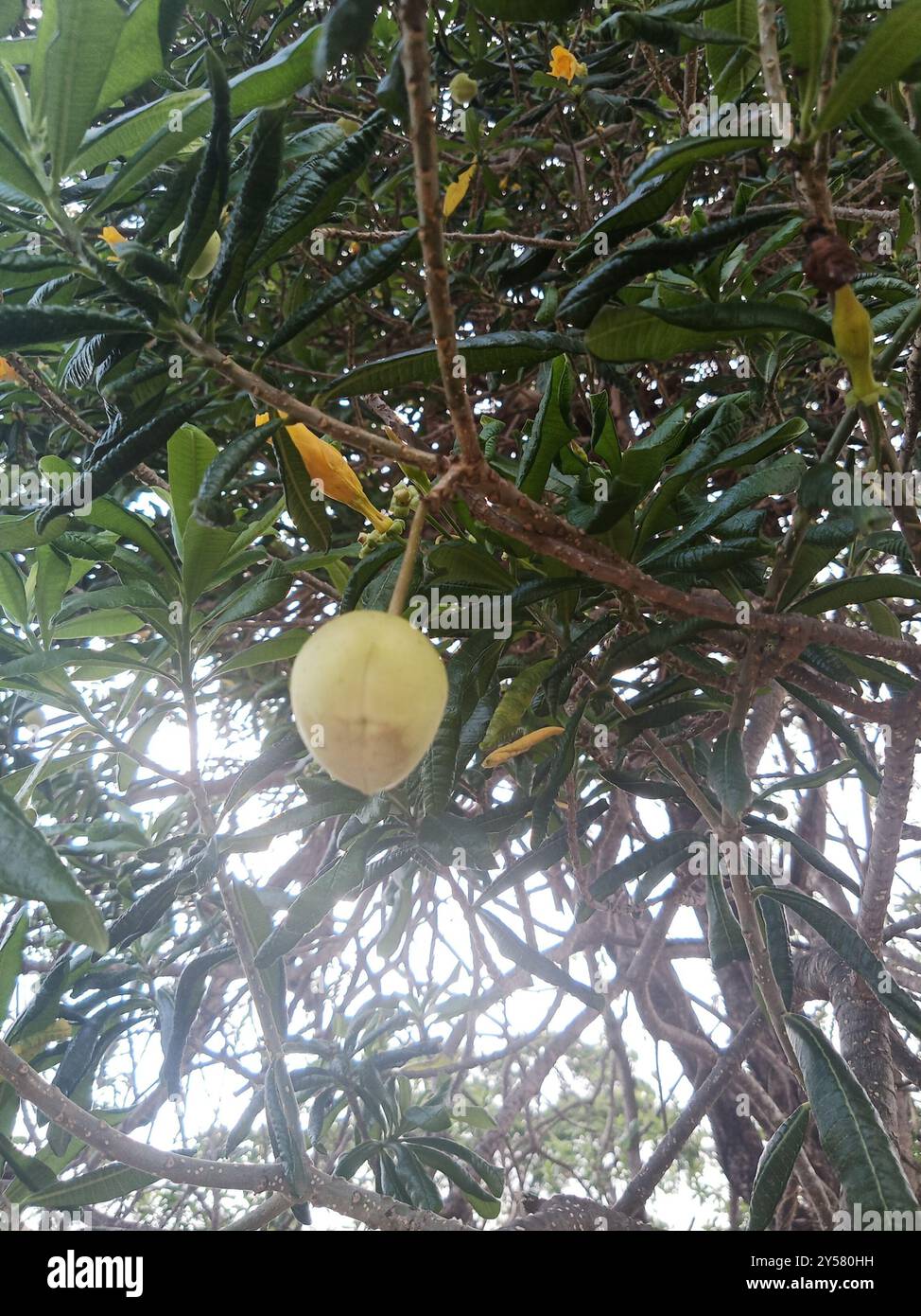 Cascabela ovata hi-res stock photography and images - Alamy